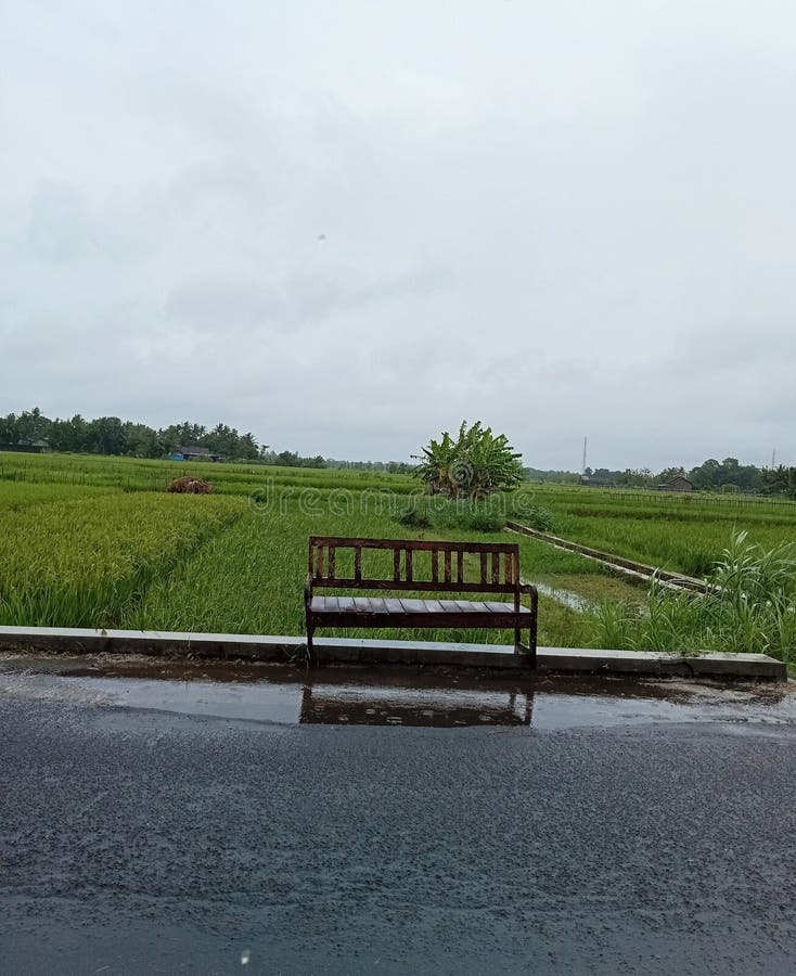 A Bench on the Side of the Asphalt Road after the Rain, with Rice ...