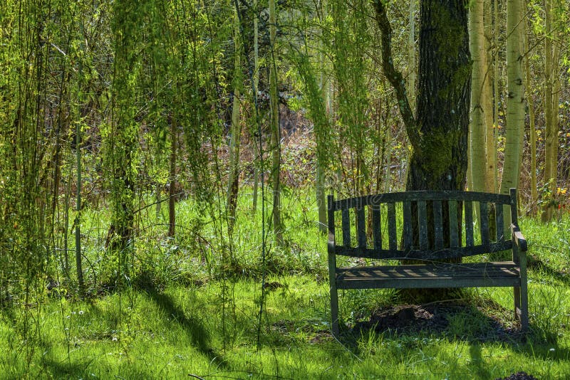 Bench under a willow tree stock photo. Image of plant - 169608176