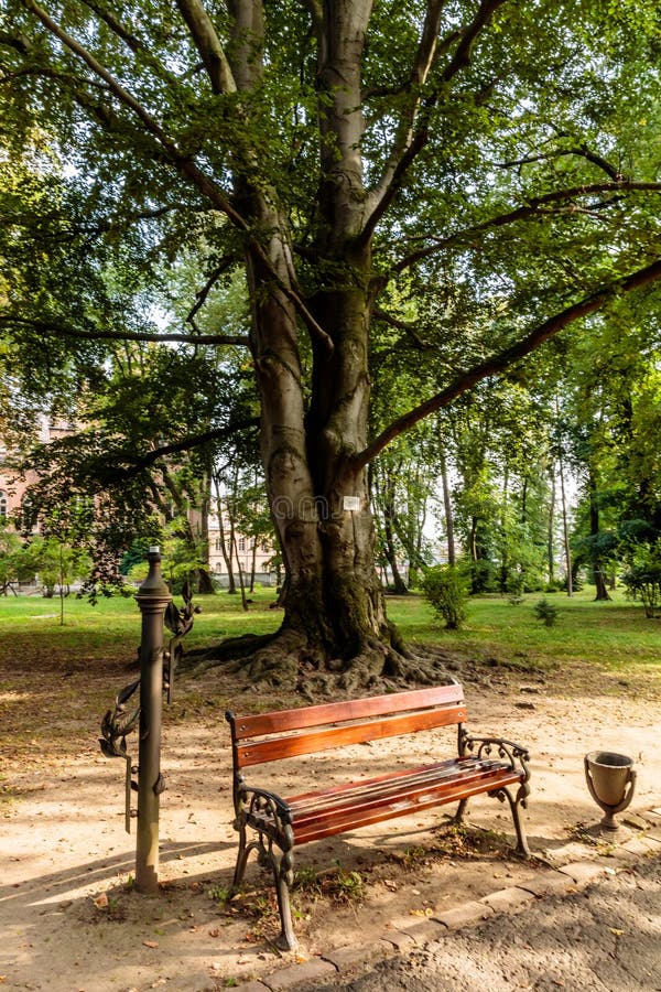 A Bench is Sitting Under a Large Tree in a Park Stock Image - Image of ...