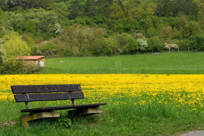 Bench in spring stock photo. Image of bench, recreation - 40697662