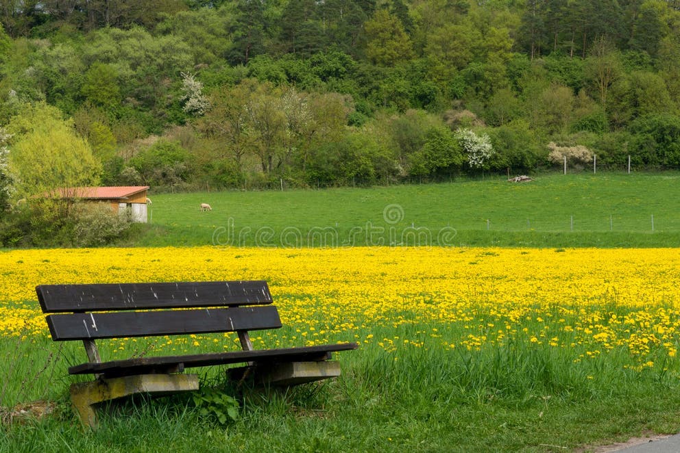 Bench in spring stock photo. Image of bench, recreation - 40697662