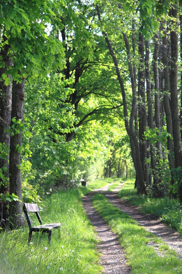 Bench in the spring park stock image. Image of green - 49844893