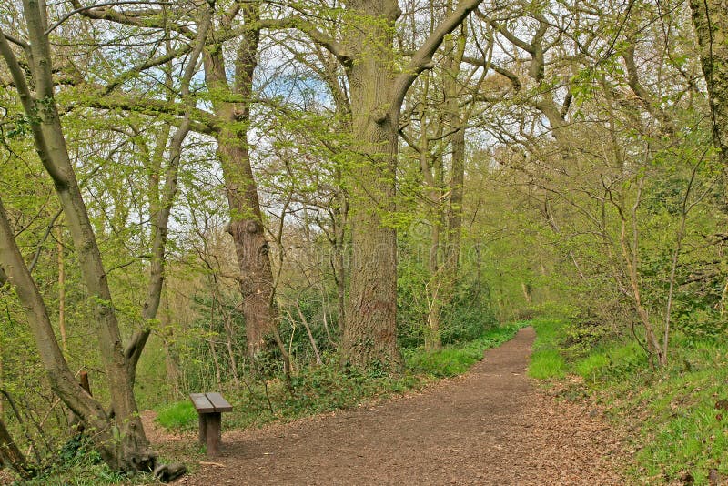 Spring Woodland Scene with a Hillside Path between Trees with Budding ...
