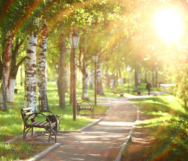 Bench in a Summer Garden, the Rays of the Sun Stock Image - Image of ...