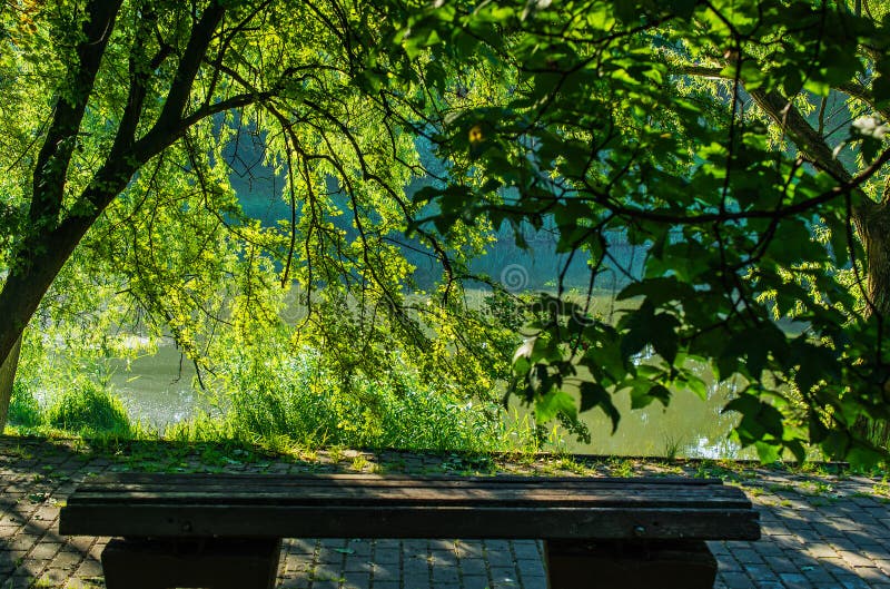Bench in Summer Park on the Pond Stock Image - Image of light, shore ...