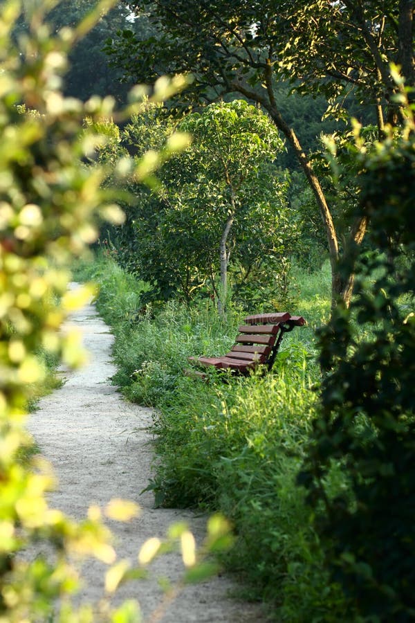 Bench by the Summer Sunny Park Stock Image - Image of grass, resting ...