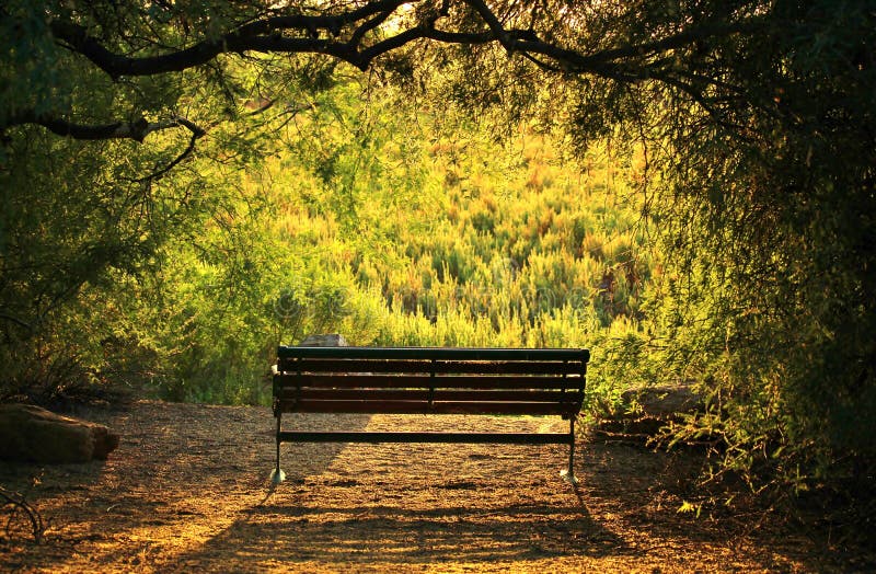 Bench at Sunset stock image. Image of sitting, rest, green - 54538267