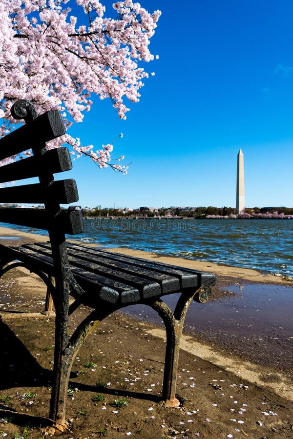 Bench Surrounded by Cherry Blossoms and Water with the National Mall on ...