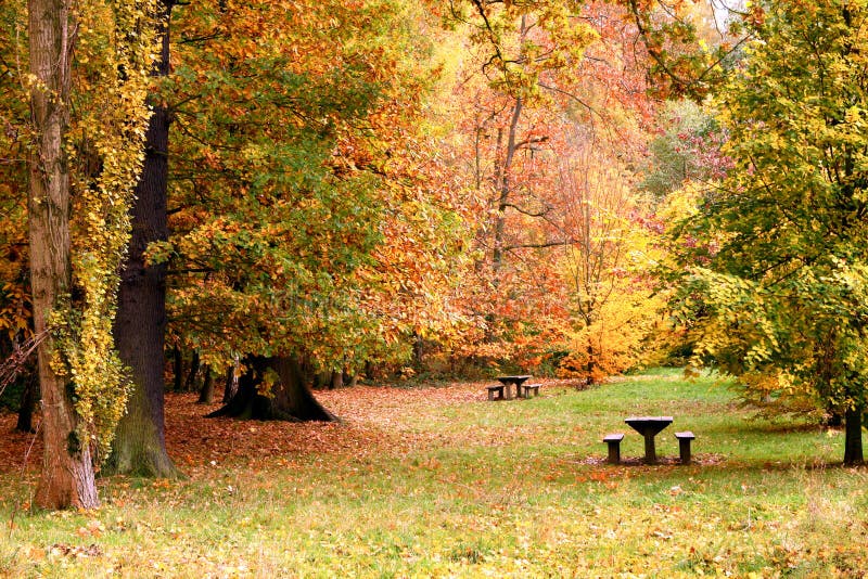 Bench and Table in the Forest in Autumn Stock Photo - Image of leaves ...
