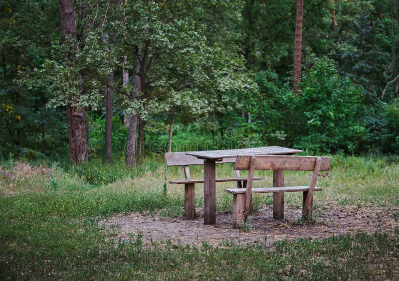 Old Wooden Bench in the Forest Stock Photo - Image of thicket ...