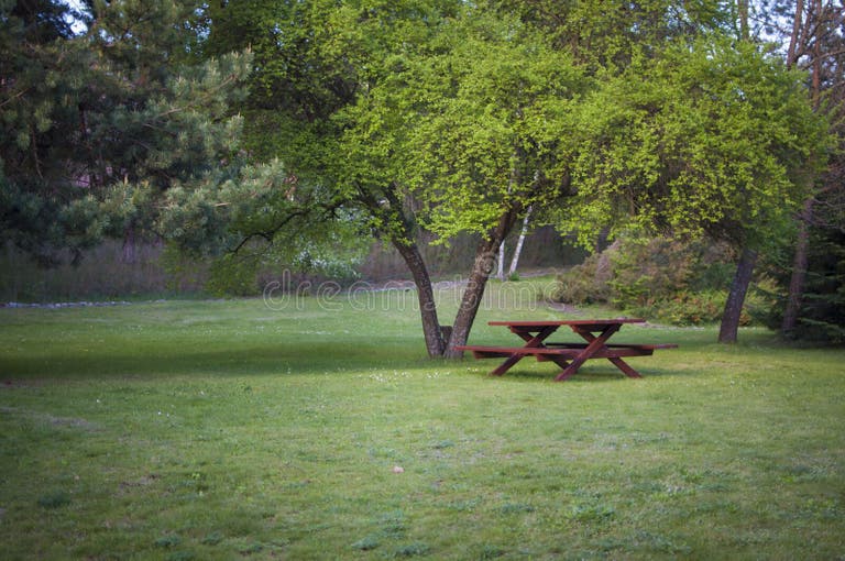 Bench with Table Under the Tree in Summer Day. Stock Photo - Image of ...