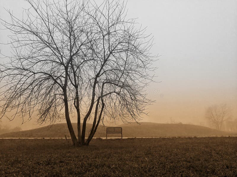 A bench beside a tree stock image. Image of spring, tree - 107585561