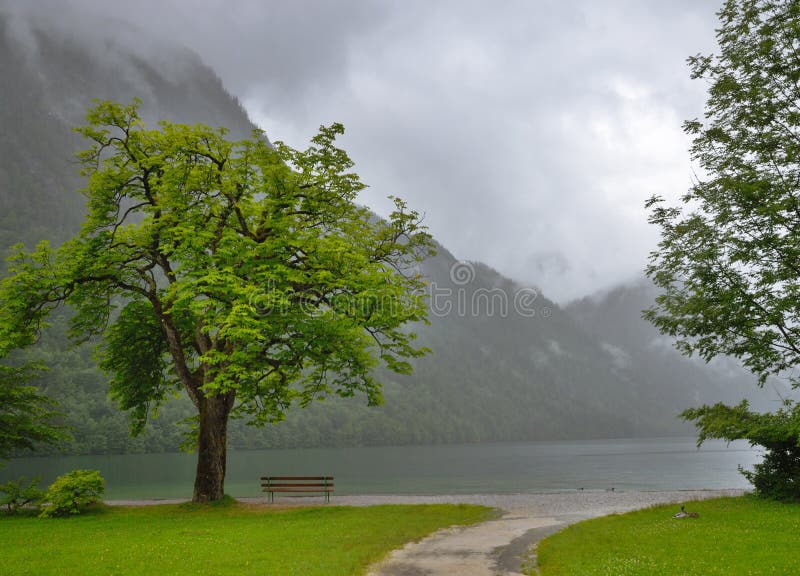 Bench Tree Lake stock photo. Image of light, foliage, park - 8114378
