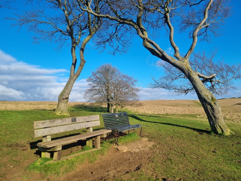Bench between trees stock image. Image of autumn, nature - 242923489