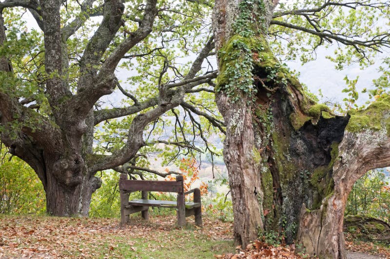 Bench between Two Centuries-old Trees Stock Image - Image of park ...