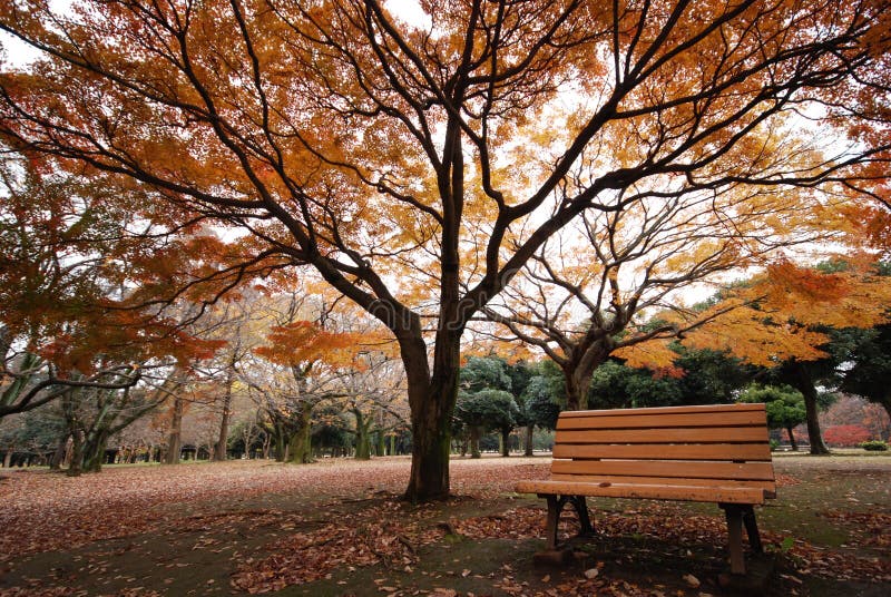 Bench under autumn tree stock image. Image of environment - 96558575