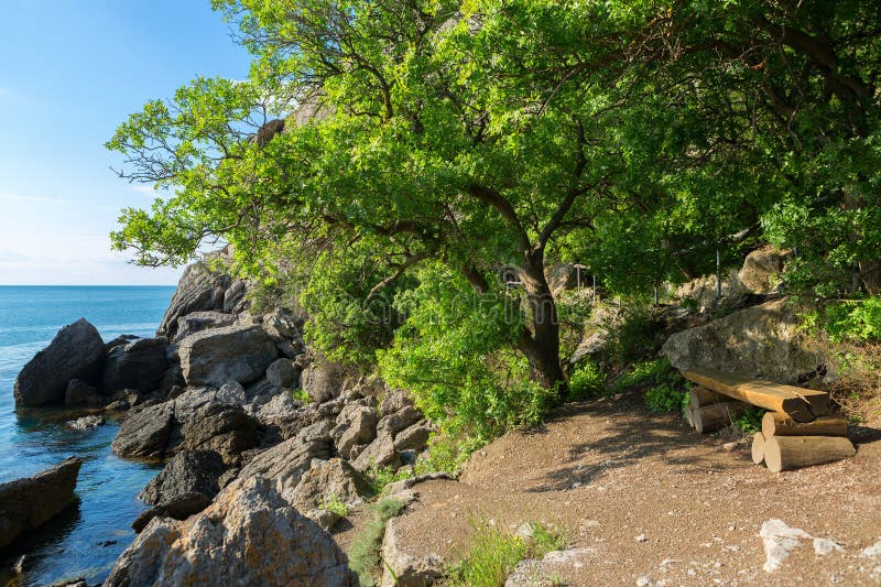 Bench Under a Beautiful Green Tree on Shore of the Bay. Stock Photo ...