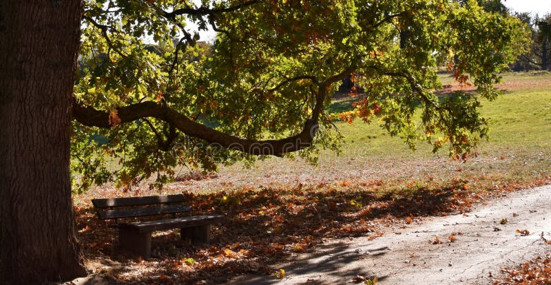 Bench Under Beautiful Old Oak Tree Stock Image - Image of romantic ...