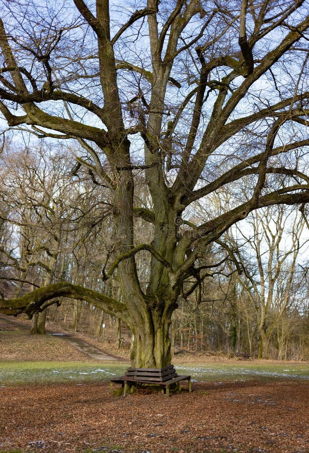 Bench stock photo. Image of sunlight, trunk, flower - 361771690