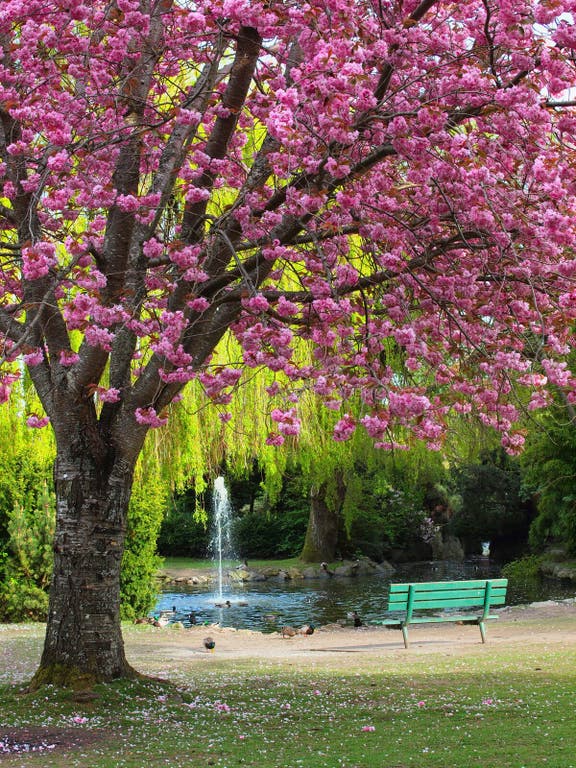 Bench Under the Cherry Bloom Stock Photo - Image of pink, scene: 30691932