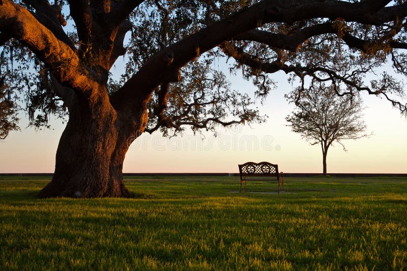 Bench Under a Grand Oak Tree Stock Image - Image of idyllic, evening ...