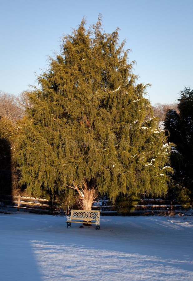 Bench Under Large Conifer Tree Stock Image - Image of season, forest ...