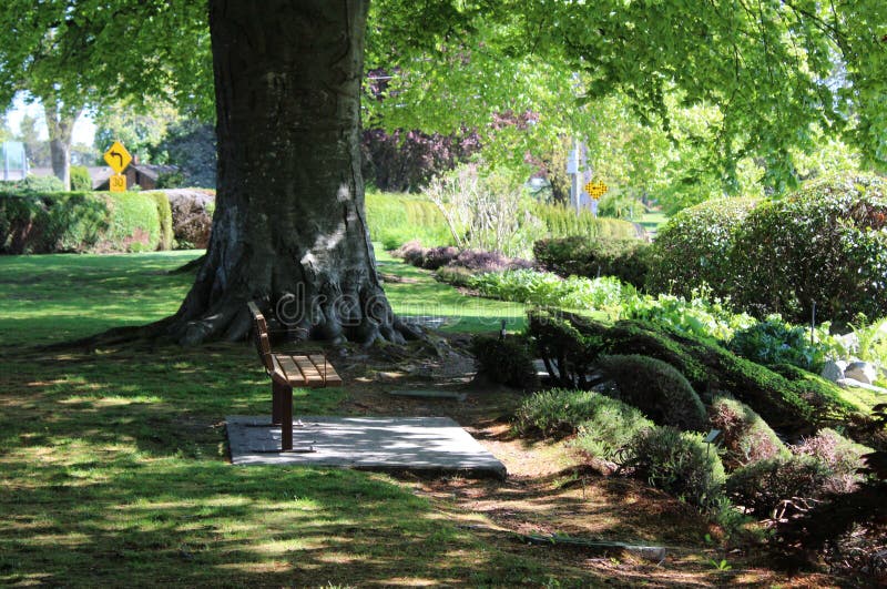 A Bench Under the Large Tree Canopy Stock Photo - Image of canopy ...