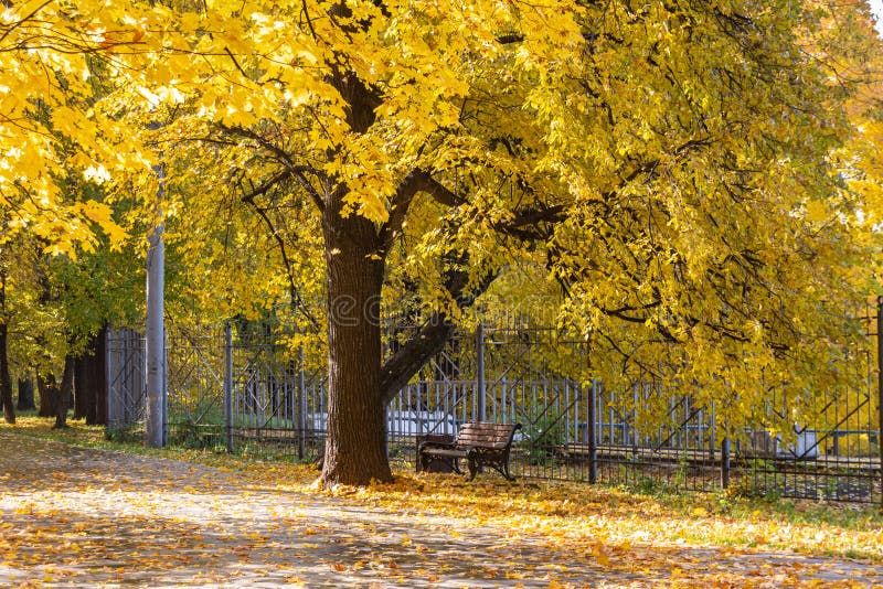 Bench Under the Maple Tree in the Park Stock Photo - Image of vivid ...