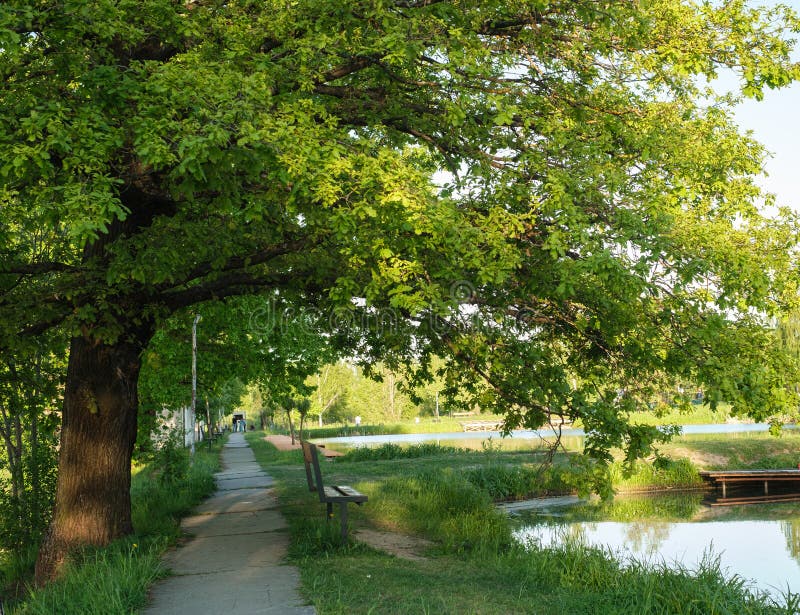Bench Under an Old Oak Tree on the Shore of a Pond Stock Photo - Image ...