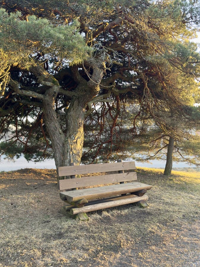 Bench Under an Old Pine Tree Lit by the Sunset Glow Stock Image - Image ...