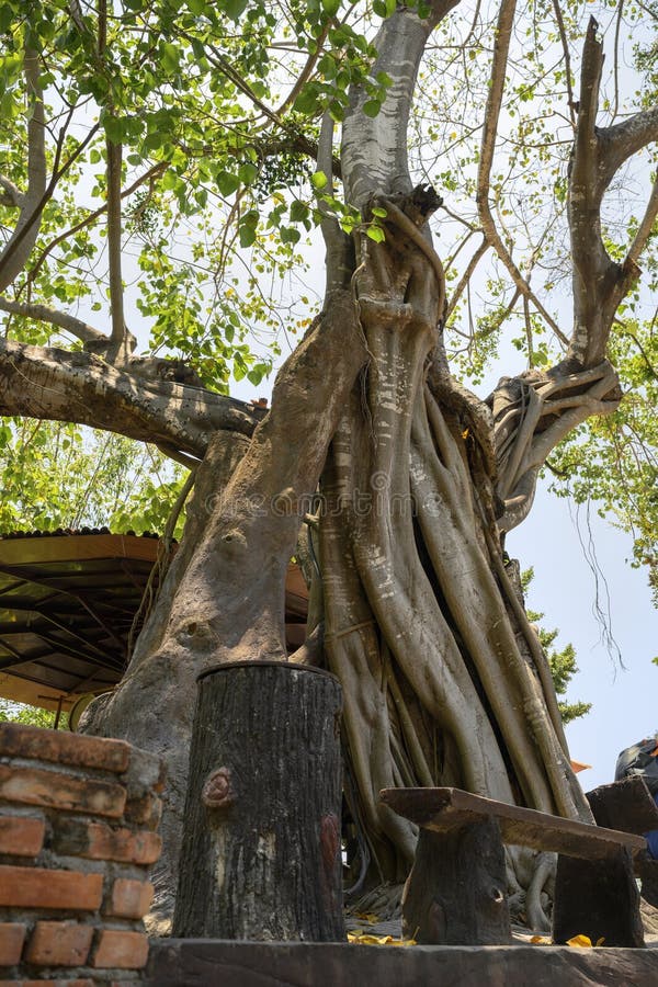 A Bench Under an Old Tree with an Intertwined Trunk and Roots in ...