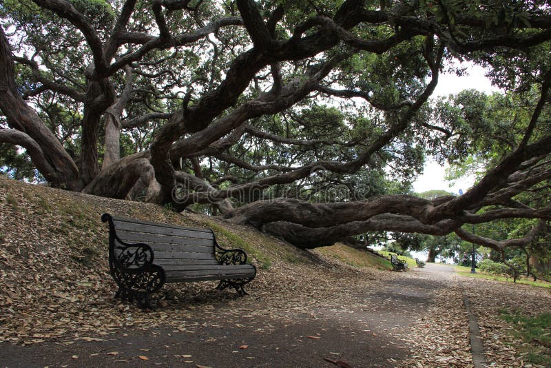 Bench Under the Old Tree in the Park Stock Image - Image of bench ...
