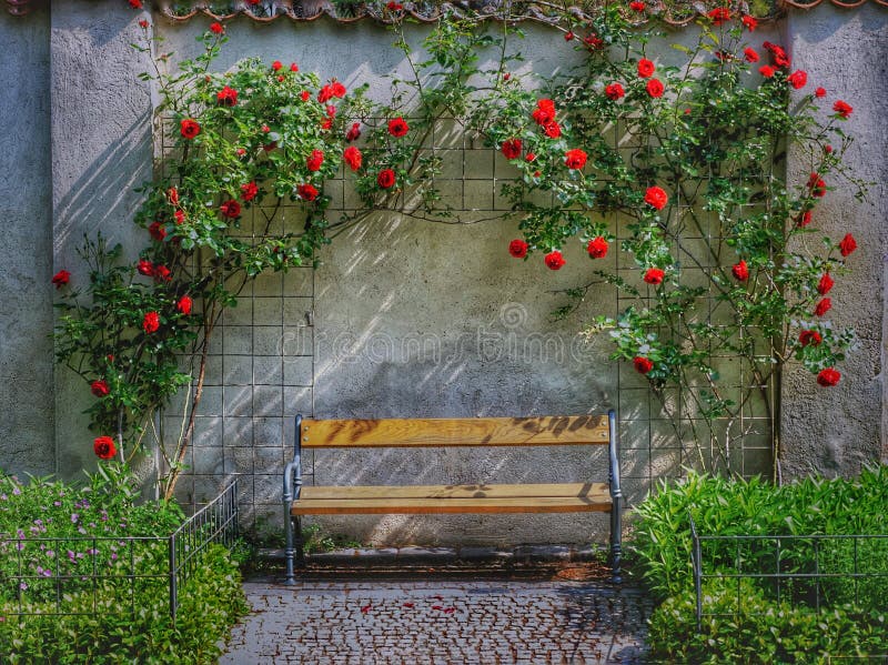 A Bench Under the Roses for Couples in Love Stock Photo - Image of ...
