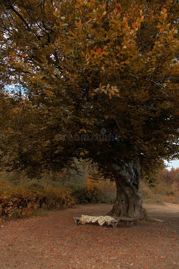 Bench Under the Tree in the Autumn Park Stock Photo - Image of leaf ...