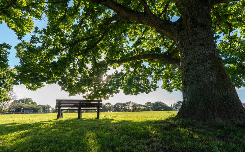Bench Under a Tree in England Stock Image - Image of yellow, beautiful ...