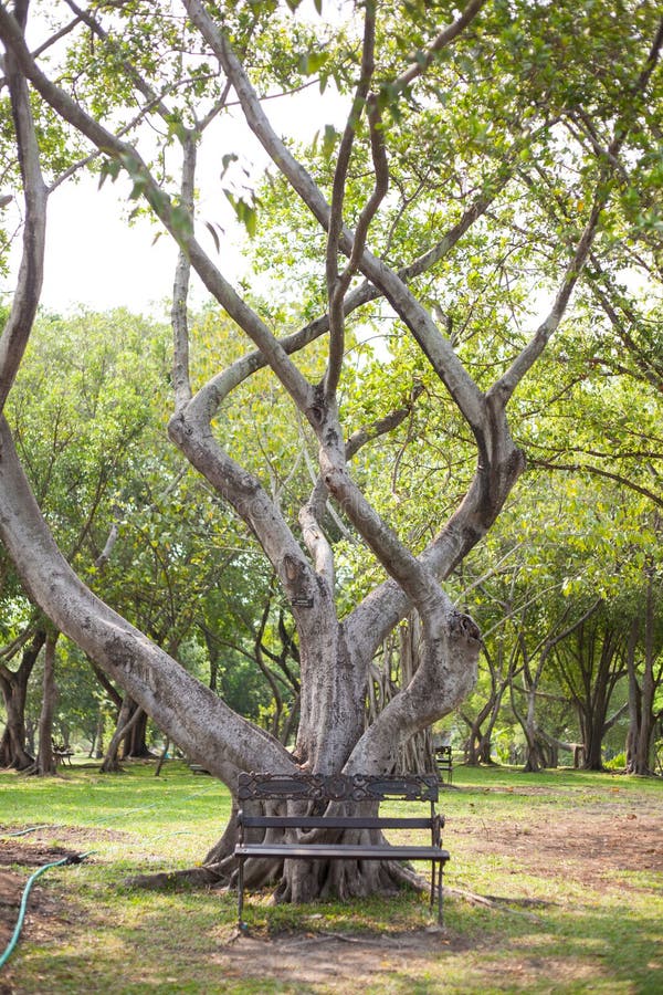 Bench under the tree stock image. Image of garden, plant - 39340017