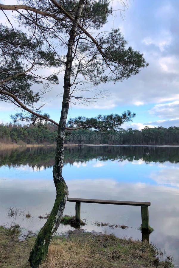 Bench Under a Tree by a Lake in Amsterdam Stock Image - Image of ...