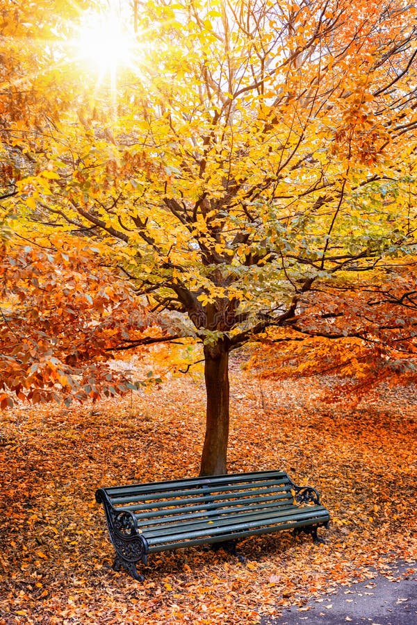 Bench Under a Tree in a Park Stock Image - Image of maple, green: 103811139