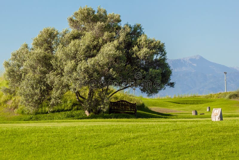 565 Bench Under Shade Tree Stock Photos - Free & Royalty-Free Stock ...