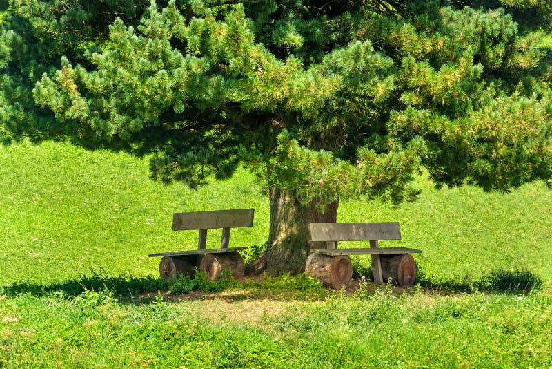 Bench Under Tree Shadow Below Big Pine Tree Stock Photo - Image of seat ...