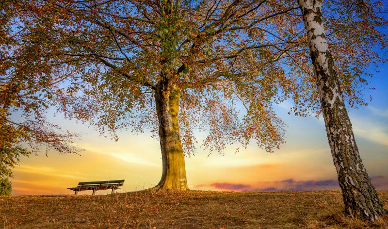 Bench Under a Tree at Sunset Stock Photo - Image of sunset, summer ...