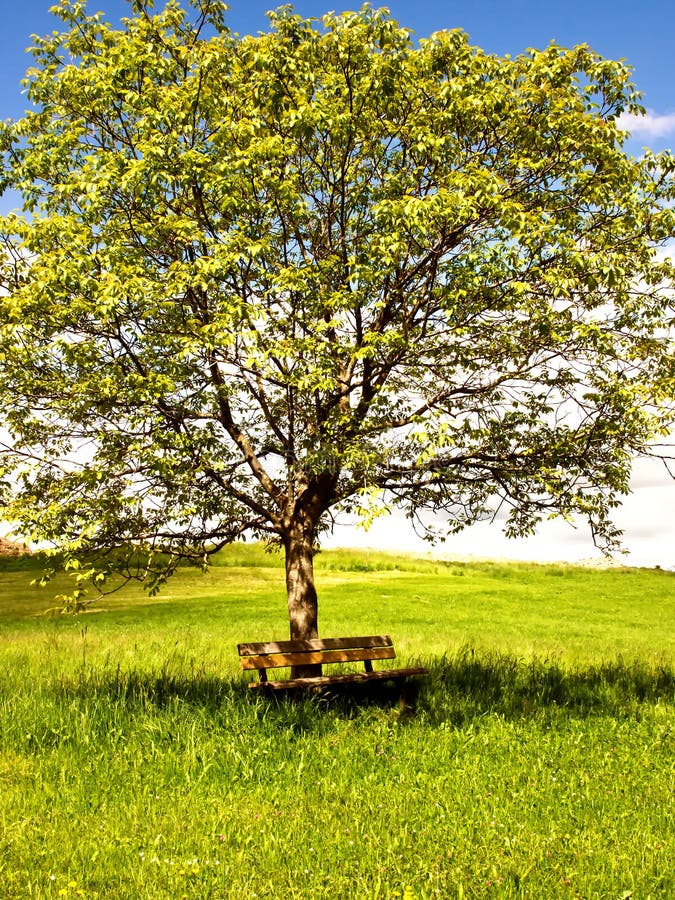 Bench under a tree (9) stock image. Image of bench, blue - 32499469