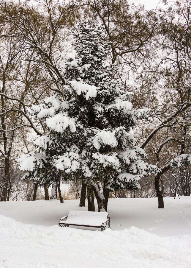 Bench Under a Tree in the Winter Stock Image - Image of bench, snow ...