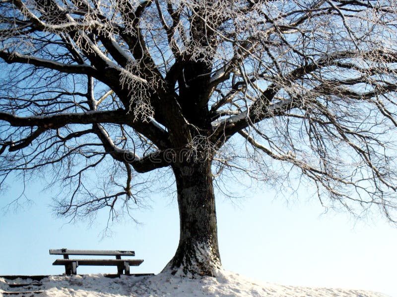 Bench under the tree (2) stock image. Image of beautiful - 36180997