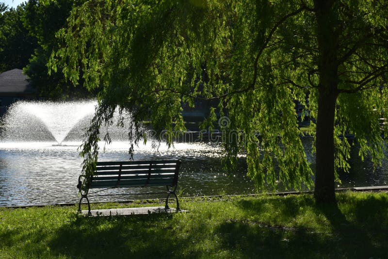 A Bench Under a Willow Tree in a Park Stock Photo - Image of quebec ...