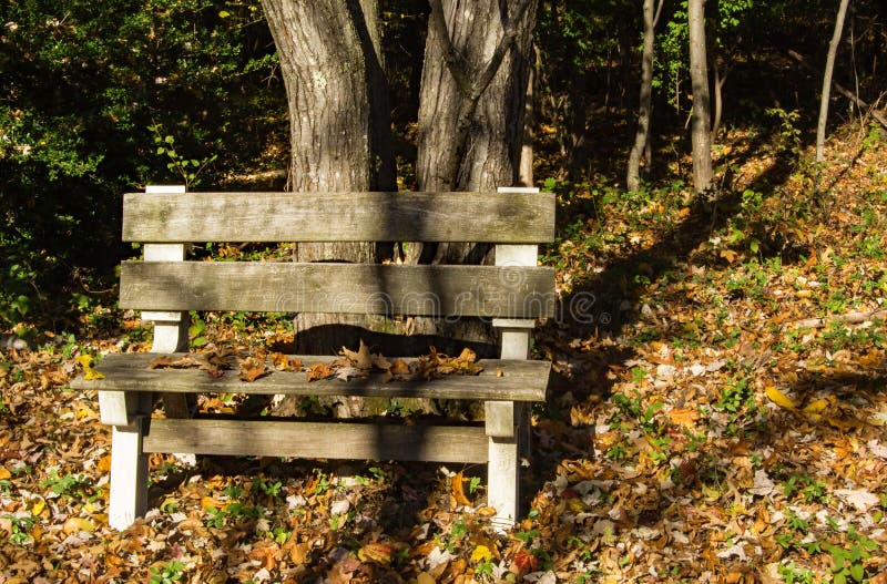 Bench in the Woods - Autumn Stock Image - Image of meditate, chair ...