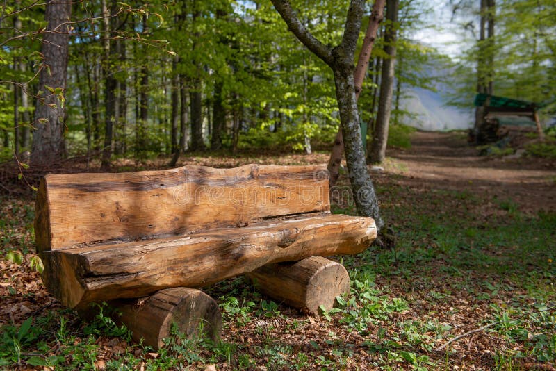 Bench in the woods stock image. Image of meditation - 146509025