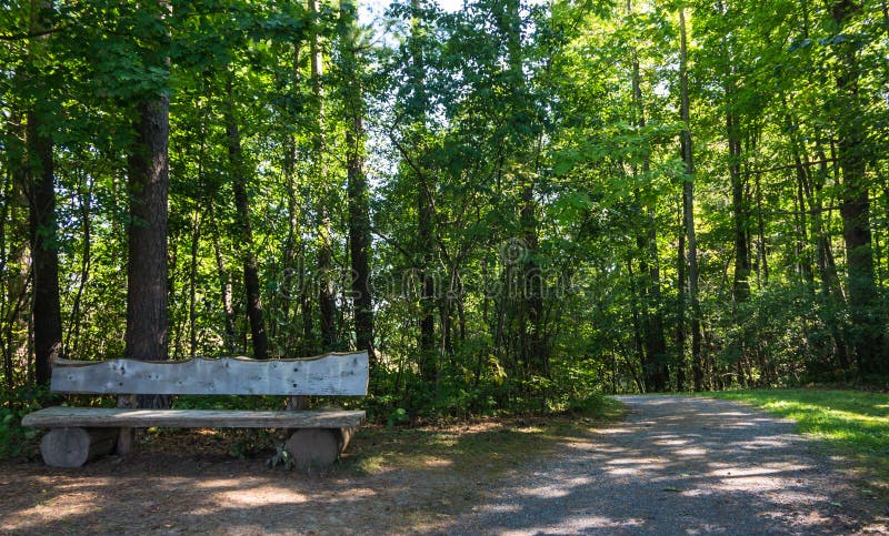 Bench in the woods stock photo. Image of path, rest, sunlit - 61241366
