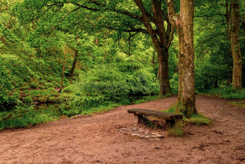 A bench in the woods stock photo. Image of beautiful - 119105162