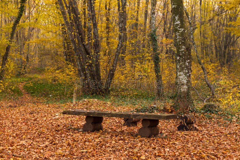 Bench in the woods stock image. Image of relaxing, nature - 46836507